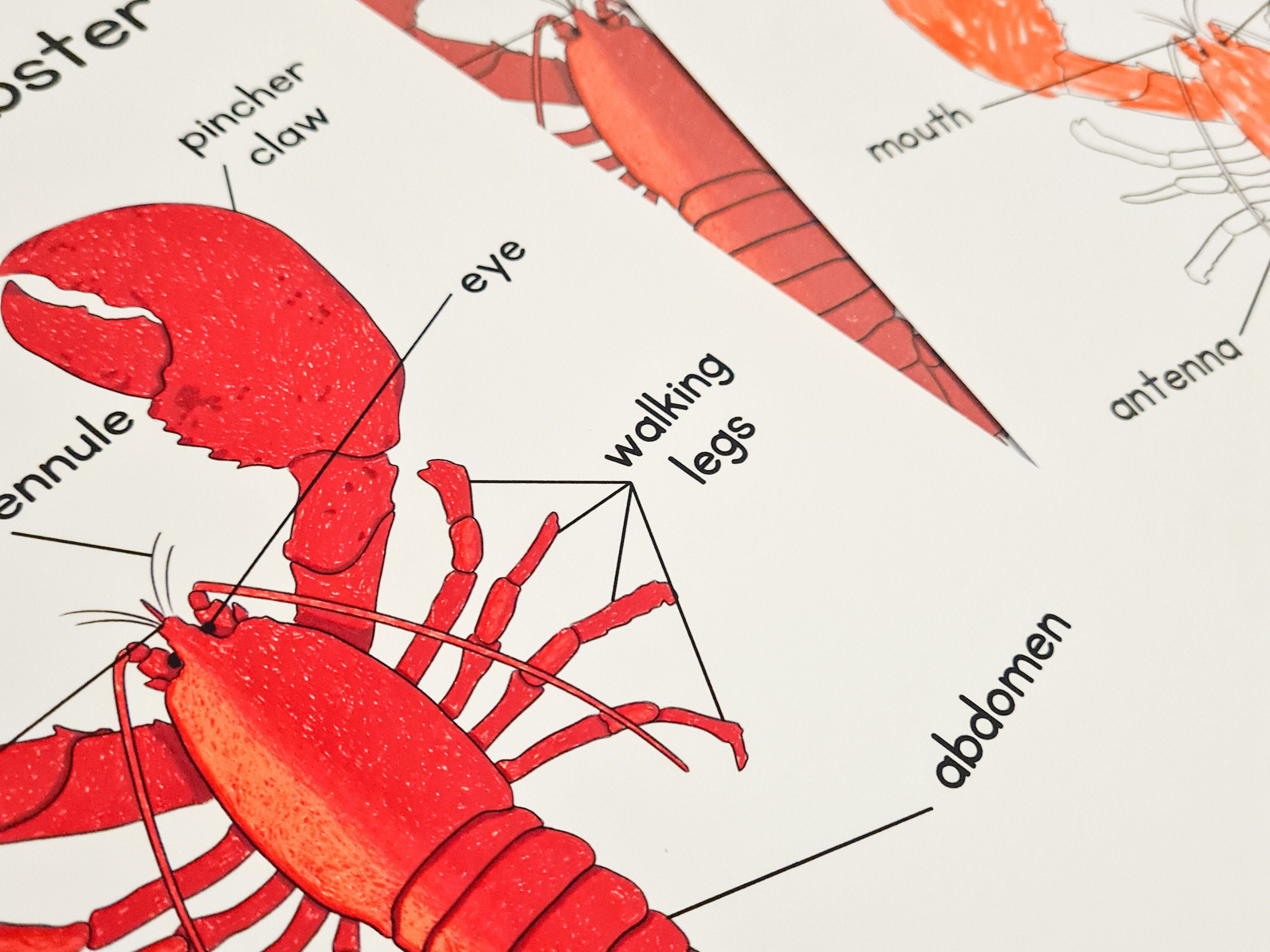 Anatomy of Lobster | Homeschool Resources Nature School Ocean Study ...