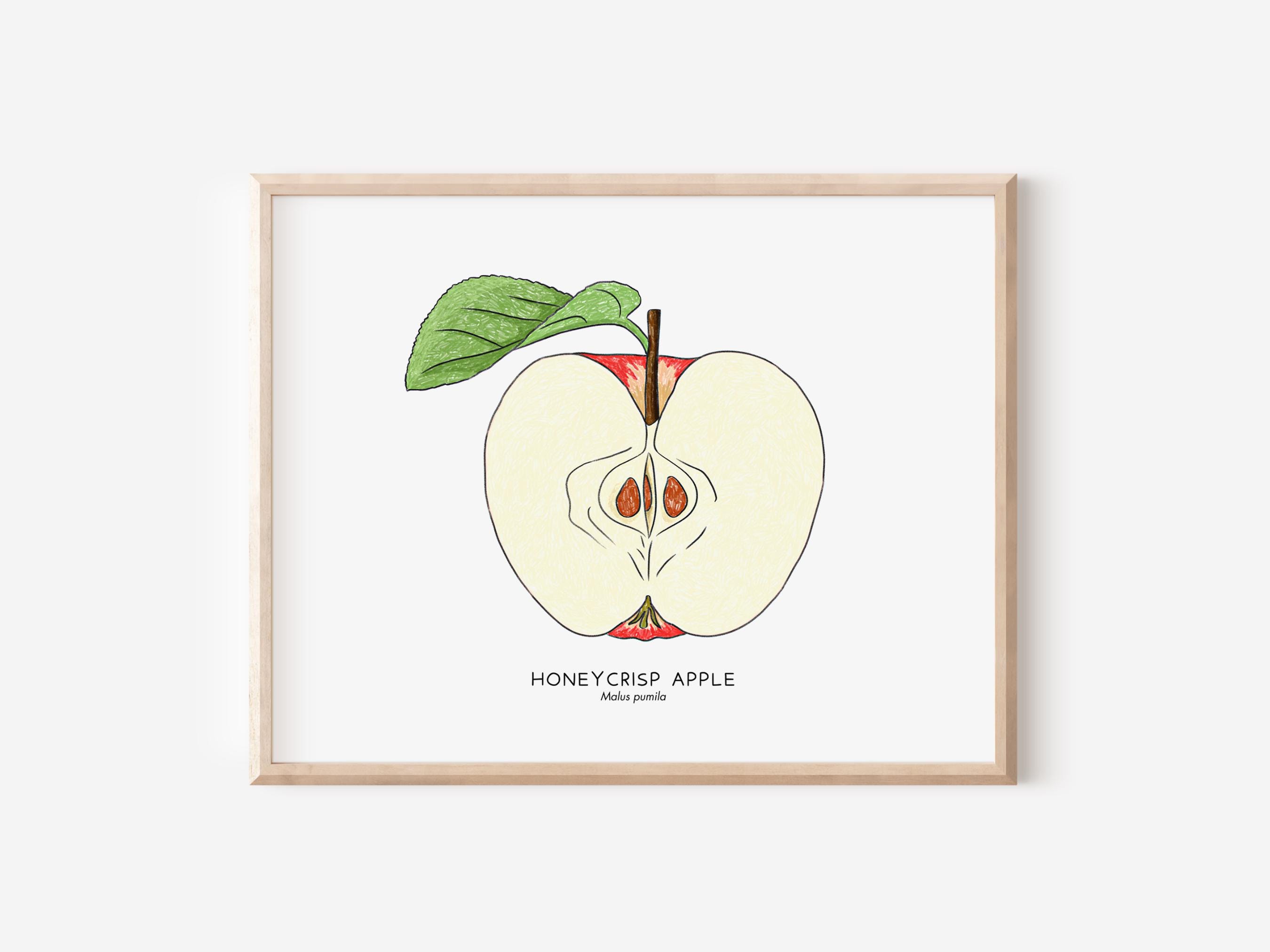 Anatomy of an Apple | Homeschool Resources Nature School Botany Study ...