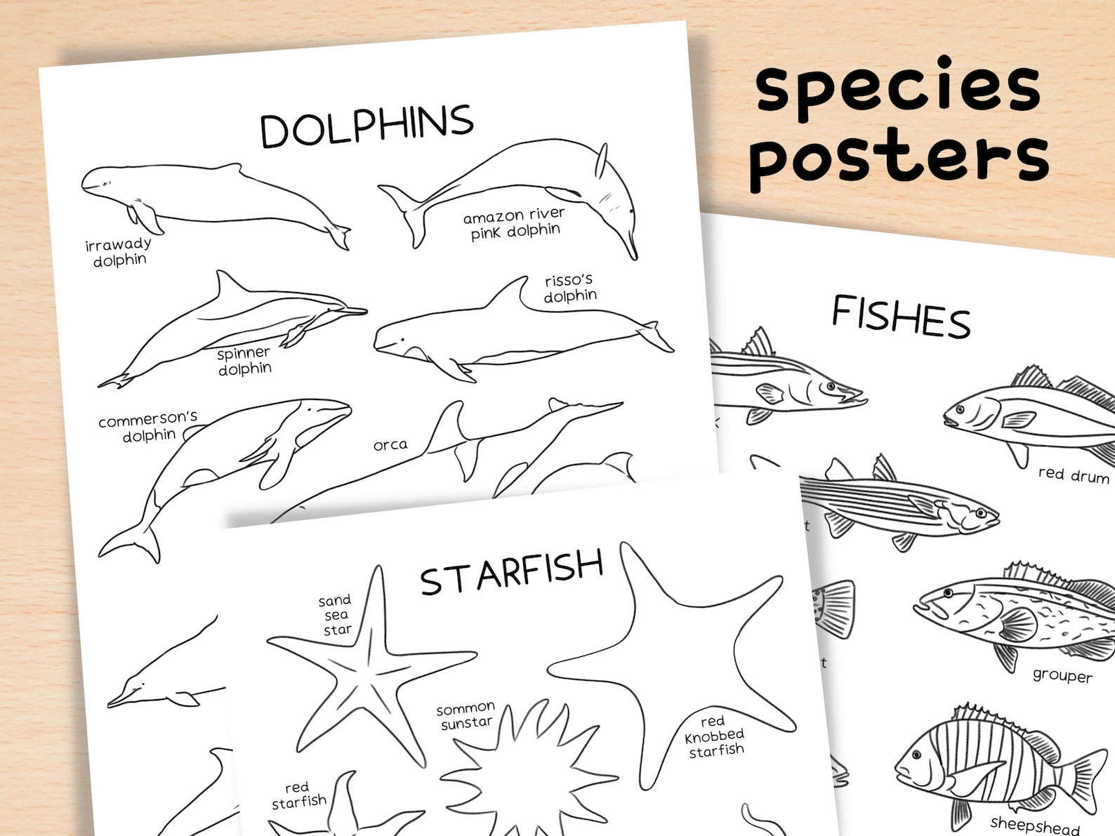 Ocean Animals and Sea Creatures Coloring Book Beach Unit Homeschool ...