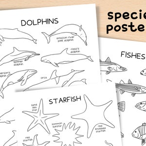Ocean Animals and Sea Creatures Coloring Book Beach Unit Homeschool ...
