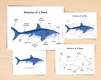 Fish Life Cycle and Anatomy Mini Unit Fish Preschool Pack - Etsy