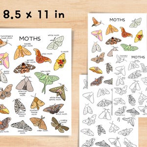 Moths Poster | Homeschool Resources Nature School Moth Types Study ...