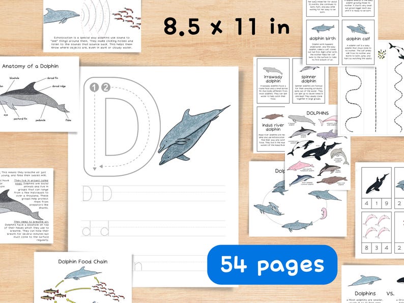 Dolphin Unit Study | Toddler Homeschool Resources Nature Study ...