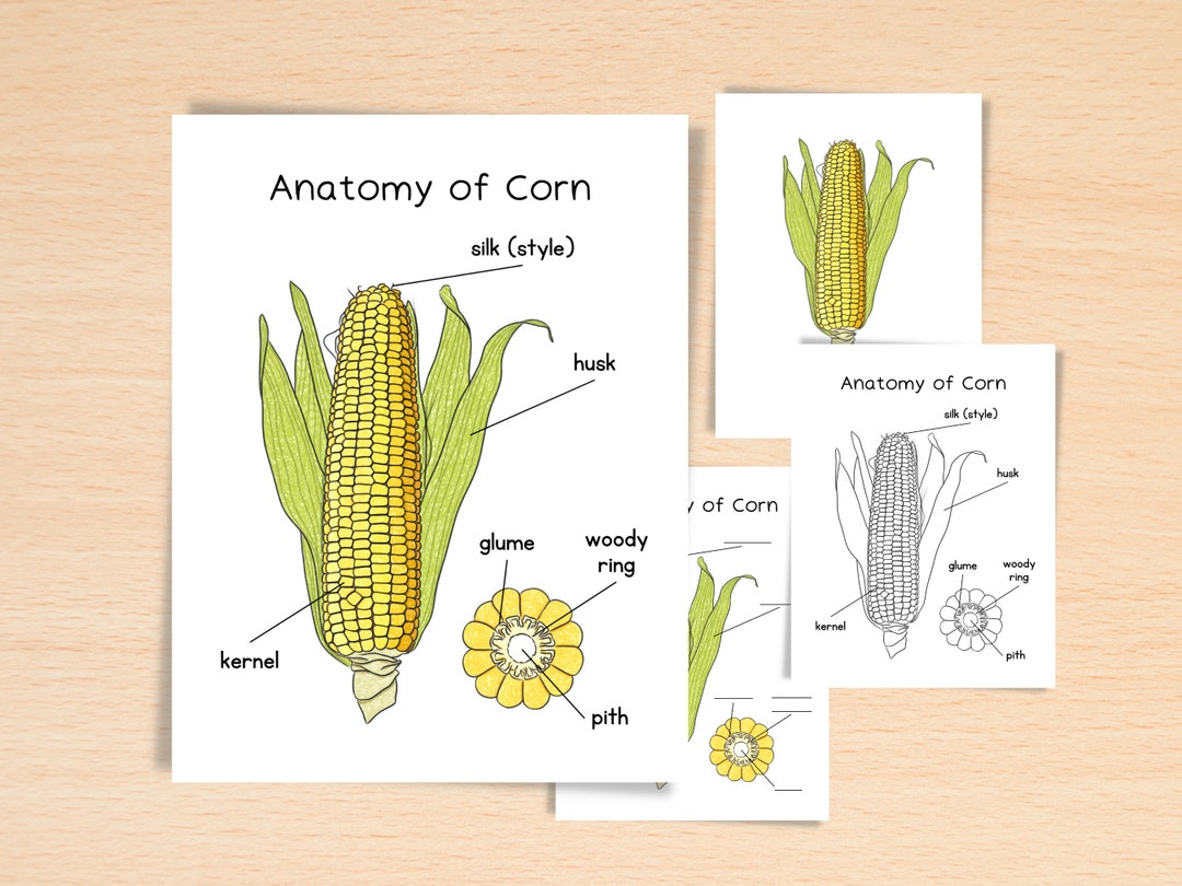 Anatomy of Corn Charlotte Mason Homeschooling Printable Nature Study ...