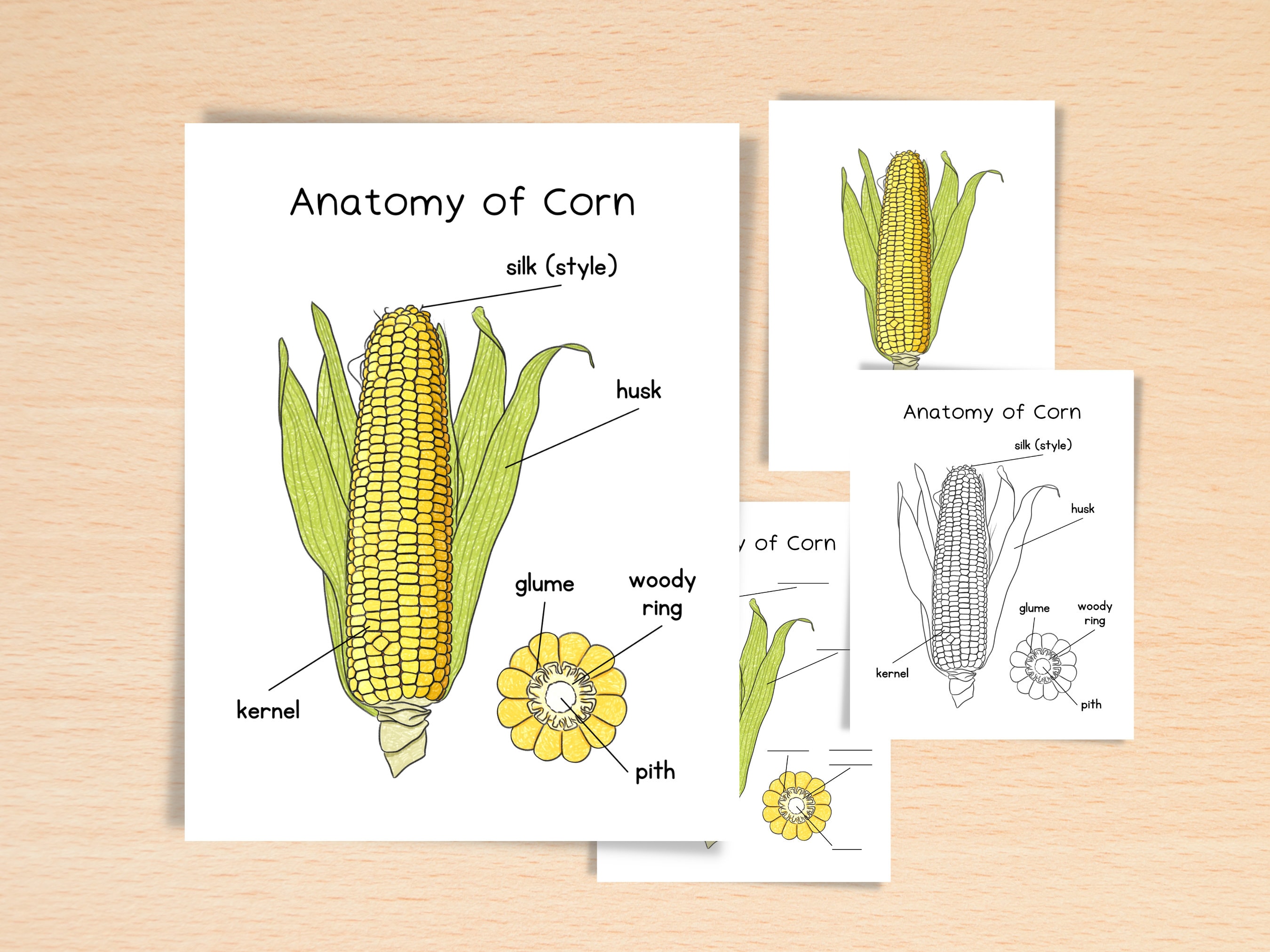 Anatomy of Corn Charlotte Mason Homeschooling Printable Nature Study ...