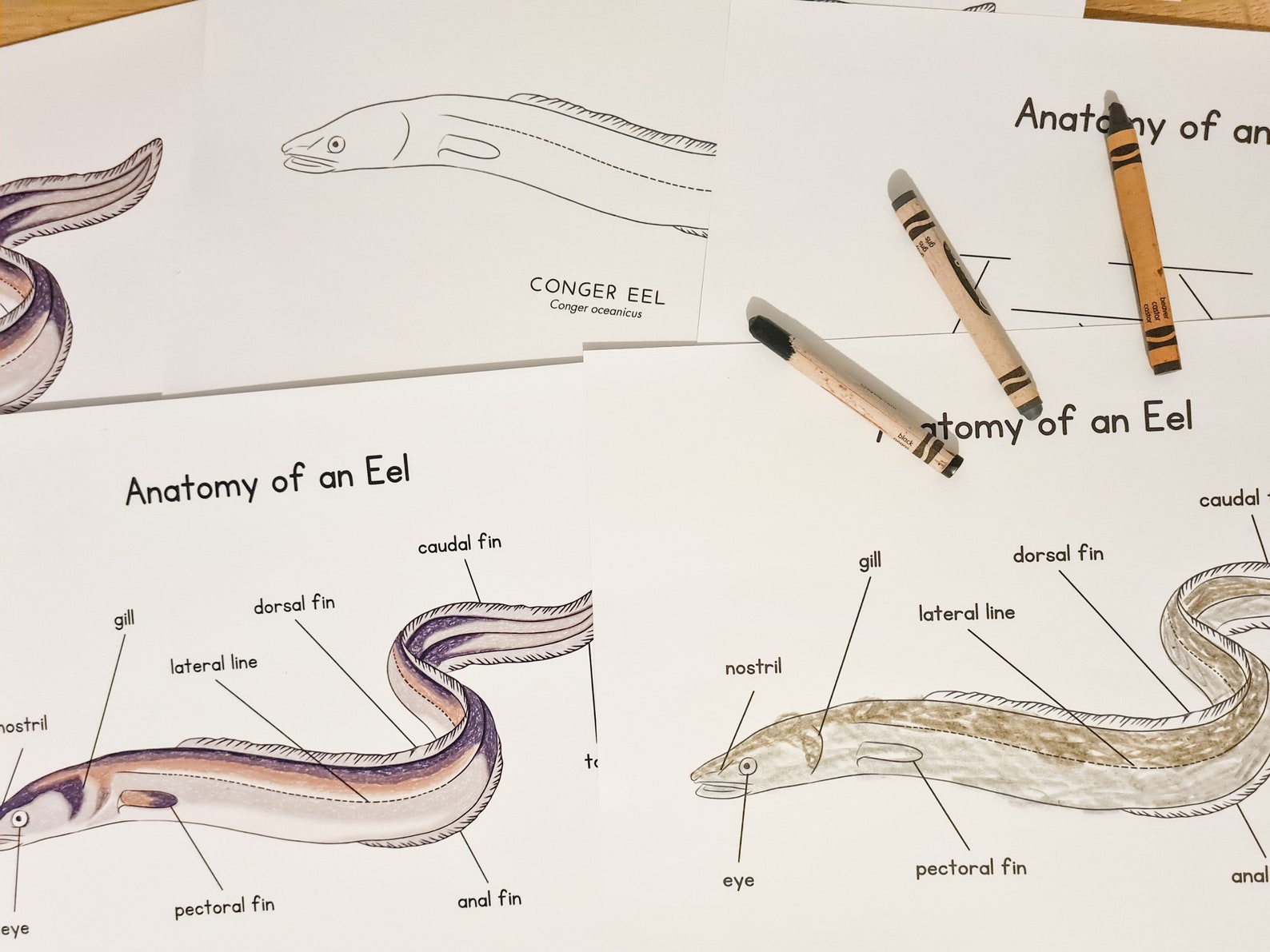 Anatomy of Eel | Homeschool Resources Nature School Ocean Study ...