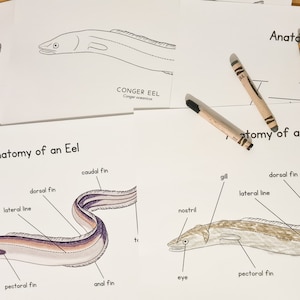 Anatomy of Eel | Homeschool Resources Nature School Ocean Study ...