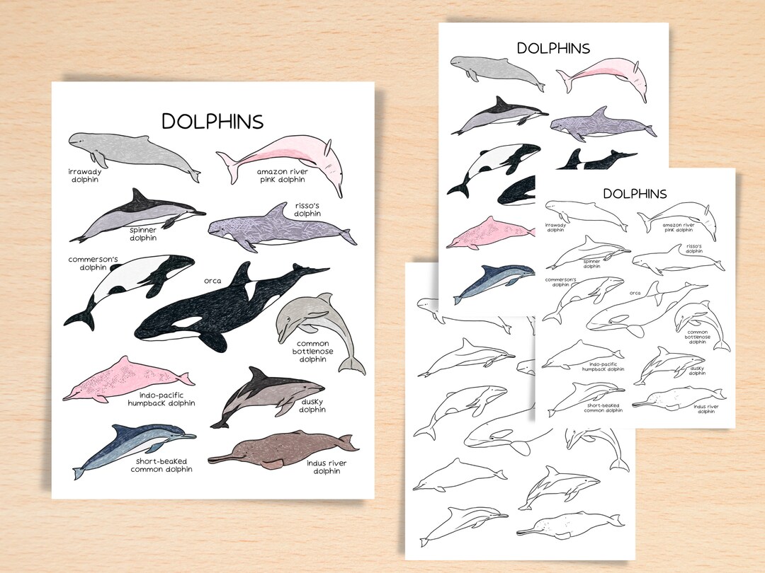 Dolphins Species Poster | Homeschool Resources Nature School Ocean ...