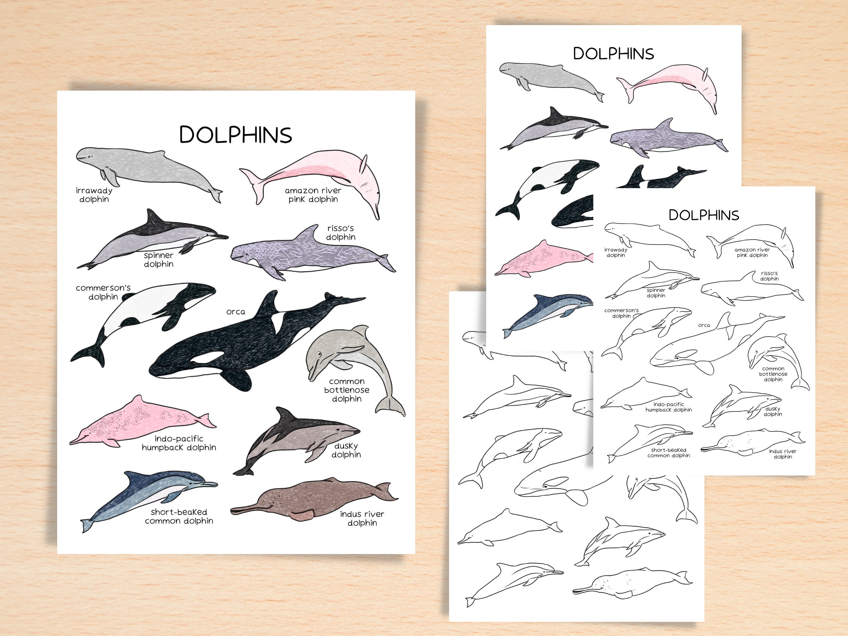 Dolphins Species Poster Homeschool Resources Nature School Ocean Summer ...