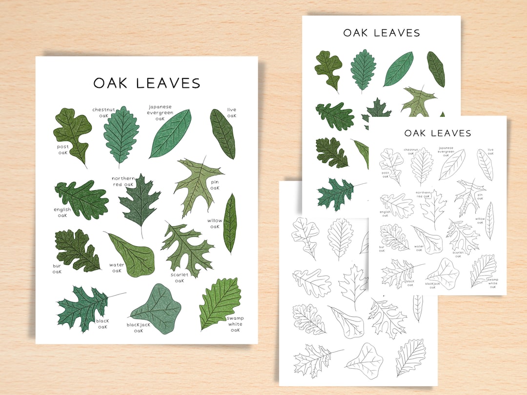 Oak Leaves Poster Homeschool Resources Nature School Botany Study ...