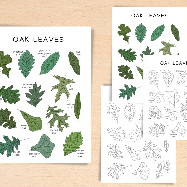 Anatomy of Jellyfish Homeschool Resources Nature School Ocean Study ...