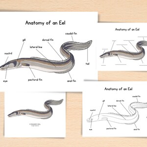 Anatomy of Eel | Homeschool Resources Nature School Ocean Study ...