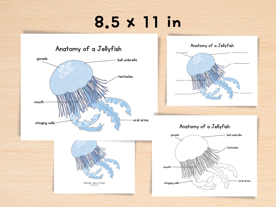 Anatomy of Jellyfish | Homeschool Resources Nature School Ocean Study ...