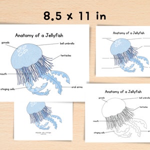 Anatomy of Jellyfish | Homeschool Resources Nature School Ocean Study ...