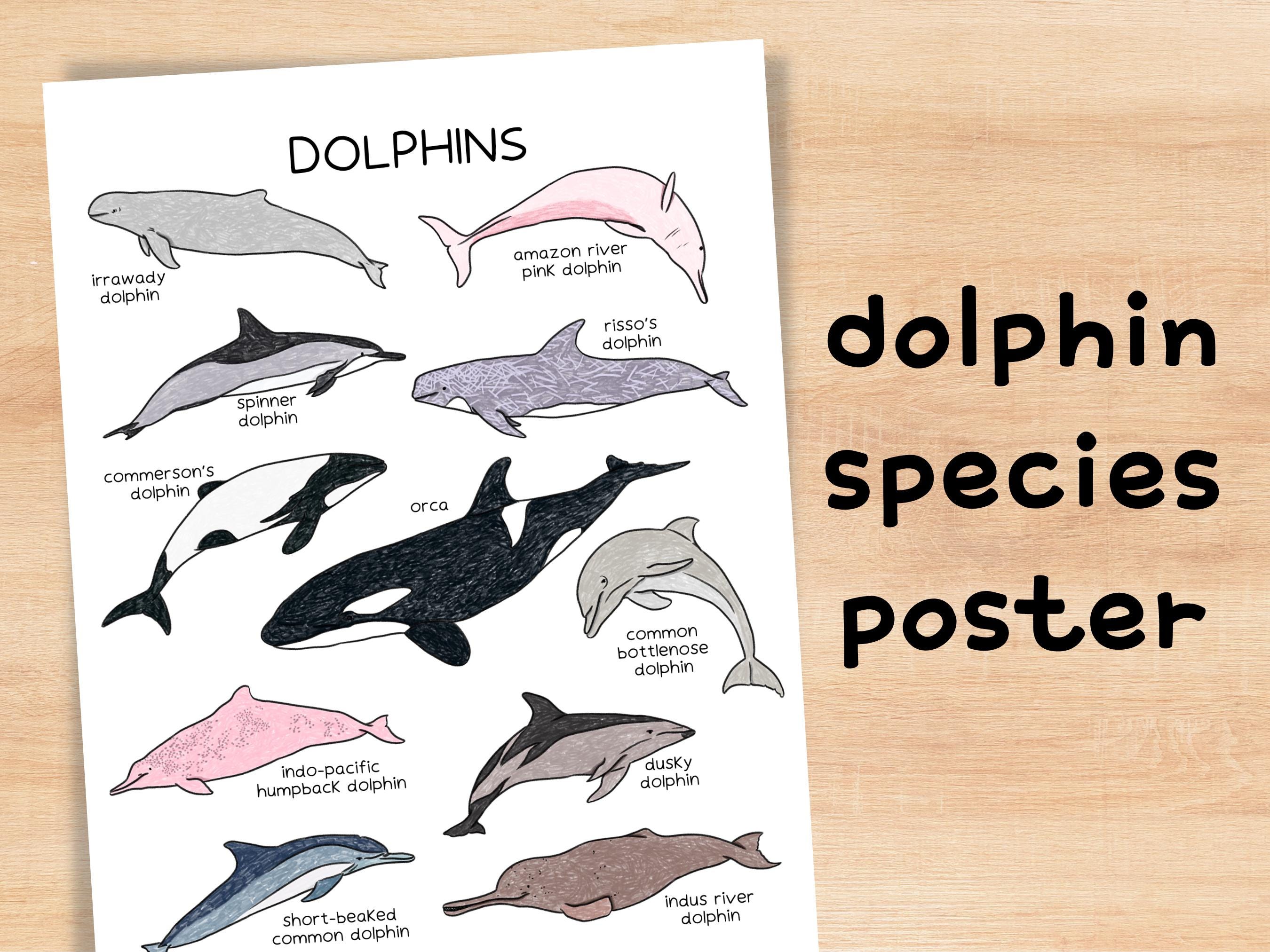 Dolphin Unit Study | Toddler Homeschool Resources Nature Study ...