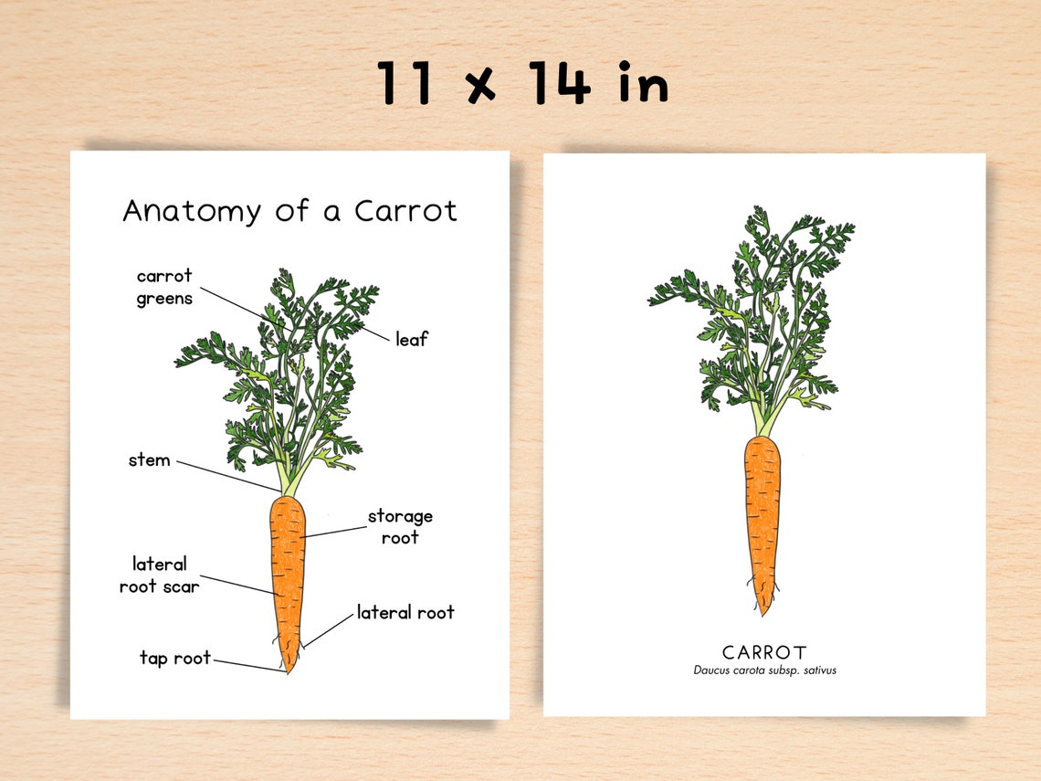 Anatomy of a Carrot Homeschool Resources Nature School Botany Study ...