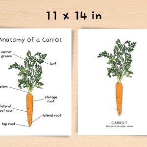 Anatomy of a Carrot Homeschool Resources Nature School Botany Study ...