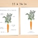 Anatomy of a Carrot Homeschool Resources Nature School Botany Study ...