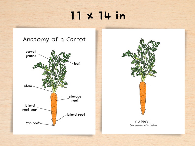 Anatomy of a Carrot Homeschool Resources Nature School Botany Study ...