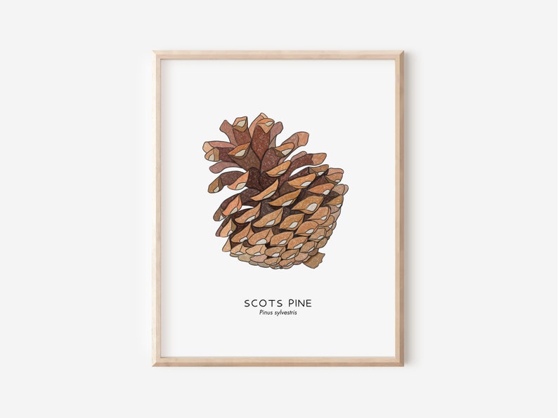 Anatomy of a Pinecone | Homeschool Resources Nature Winter School ...