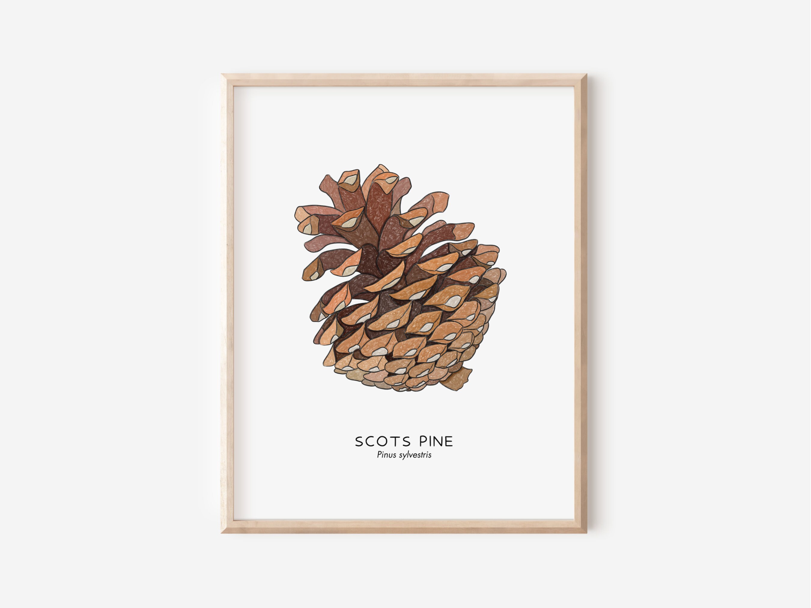Anatomy of a Pinecone | Homeschool Resources Nature Winter School ...
