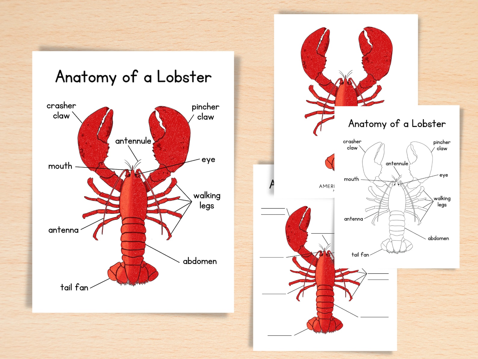 Anatomy of Lobster Homeschool Resources Nature School Ocean Study Printable Parts of a Lobster ...
