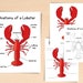 Anatomy of Lobster Homeschool Resources Nature School Ocean Study ...