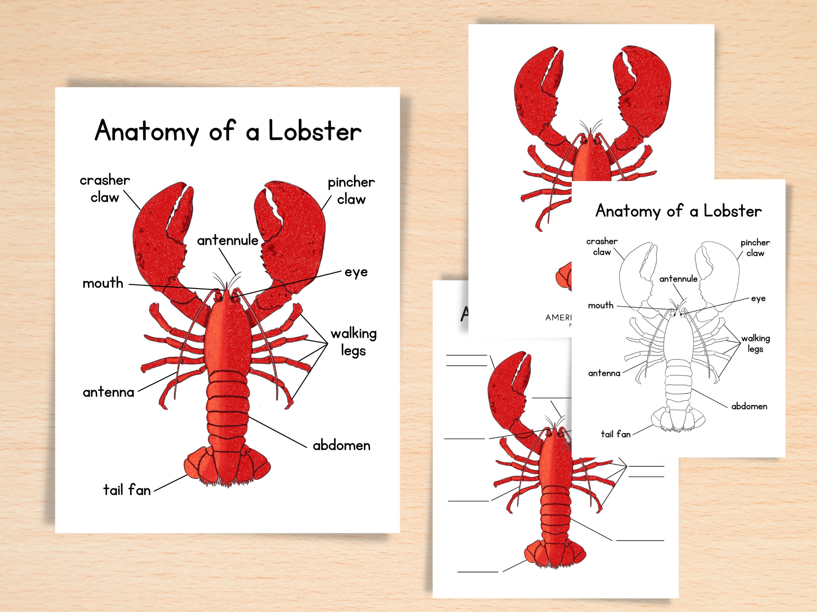Anatomy of Lobster Homeschool Resources Nature School Ocean Study ...