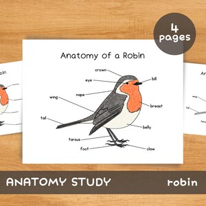 Anatomy of a Robin | Charlotte Mason Resources Nature School Bird Unit ...