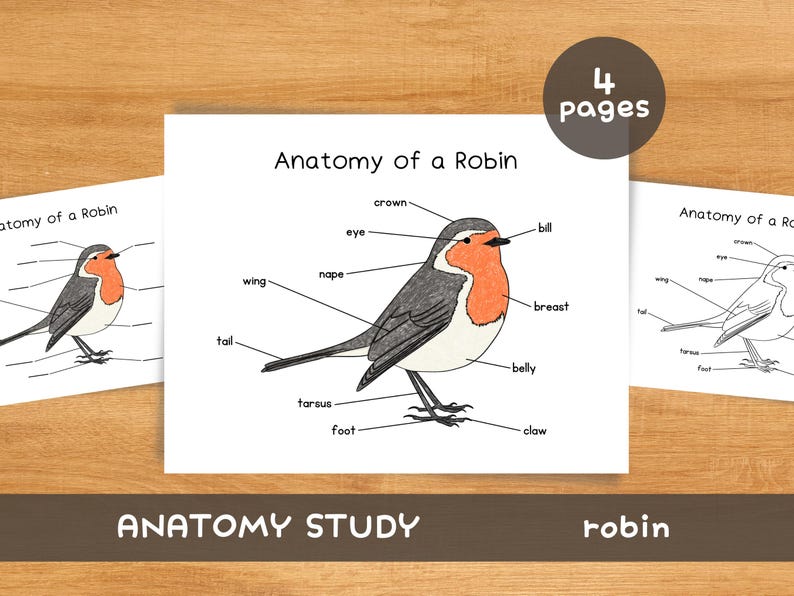 Anatomy of a Robin | Charlotte Mason Resources Nature School Bird Unit ...