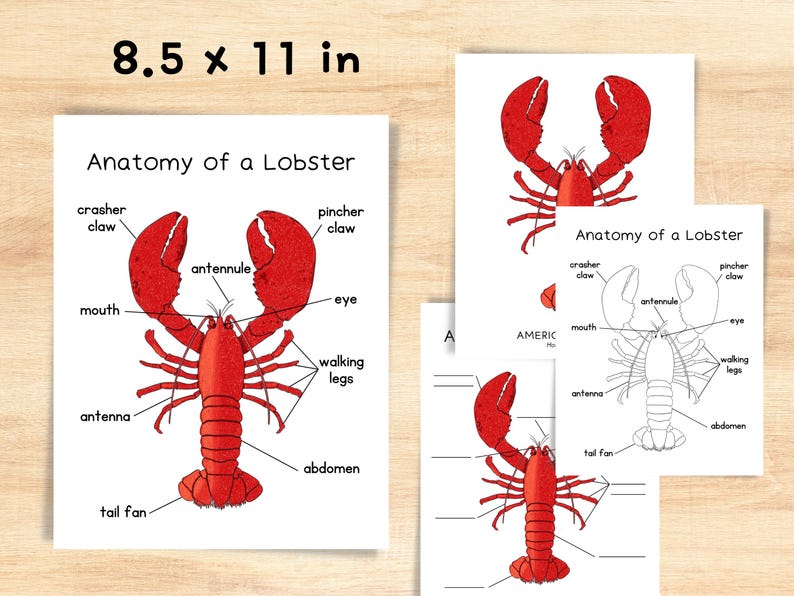 Anatomy of Lobster | Homeschool Resources Nature School Ocean Study ...