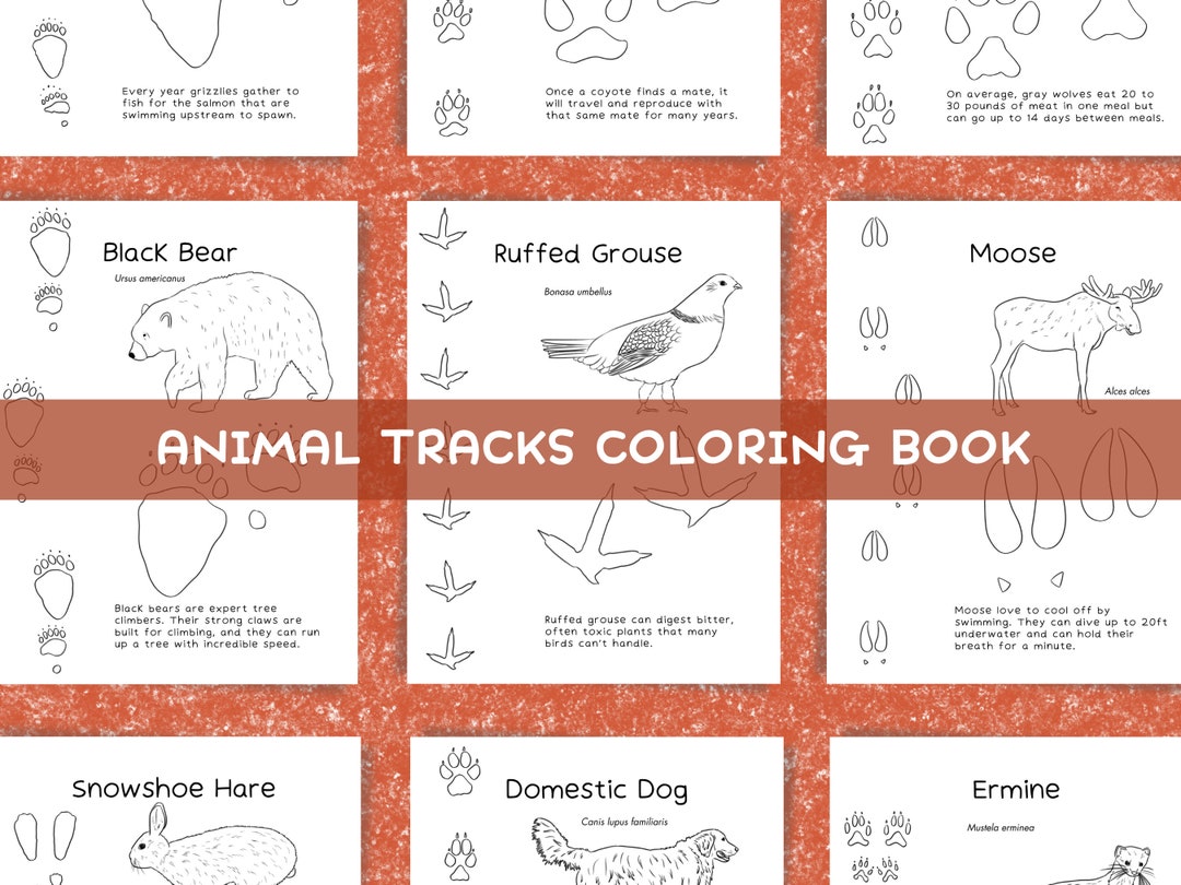 Animal Tracks Unit Study Coloring Book Woodland Prints Homeschool ...