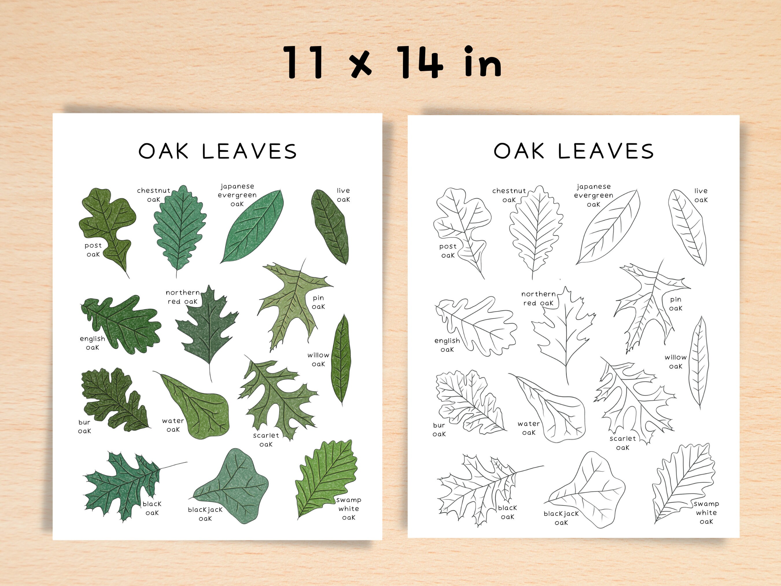 Oak Leaves Poster Homeschool Resources Nature School Botany Study ...