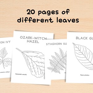 Leaves Unit Study Coloring Book | Homeschool Resources Nature School ...