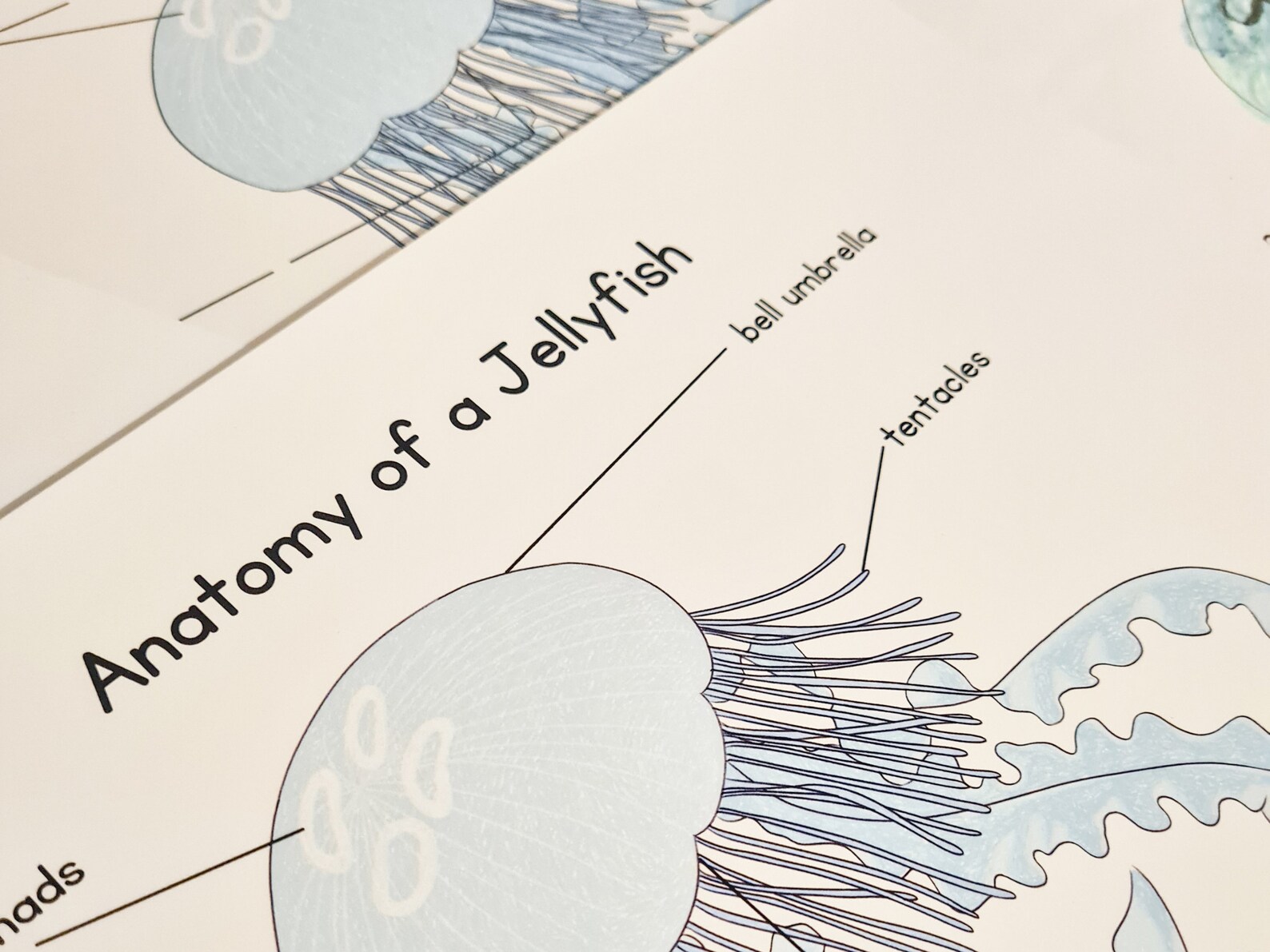 Anatomy of Jellyfish | Homeschool Resources Nature School Ocean Study ...