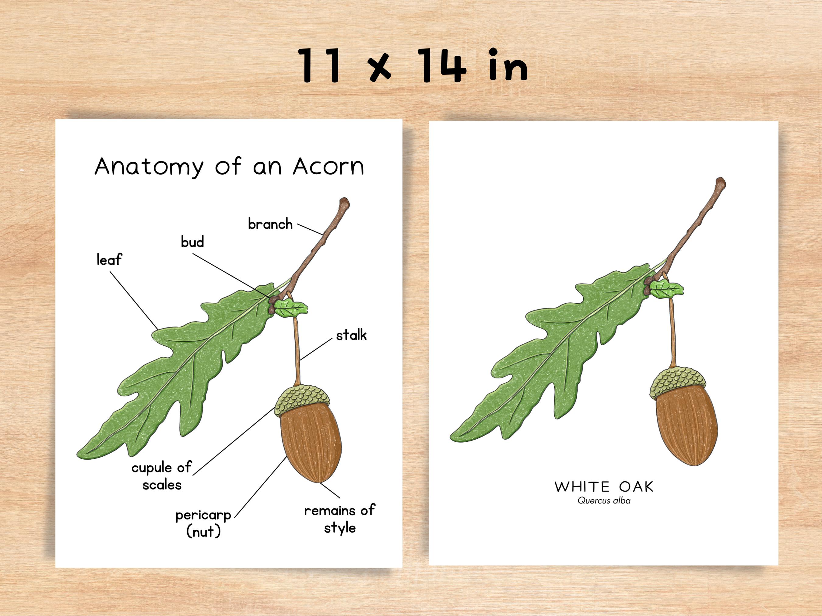 Anatomy of Acorn | Homeschool Resources Nature School Botany Study ...