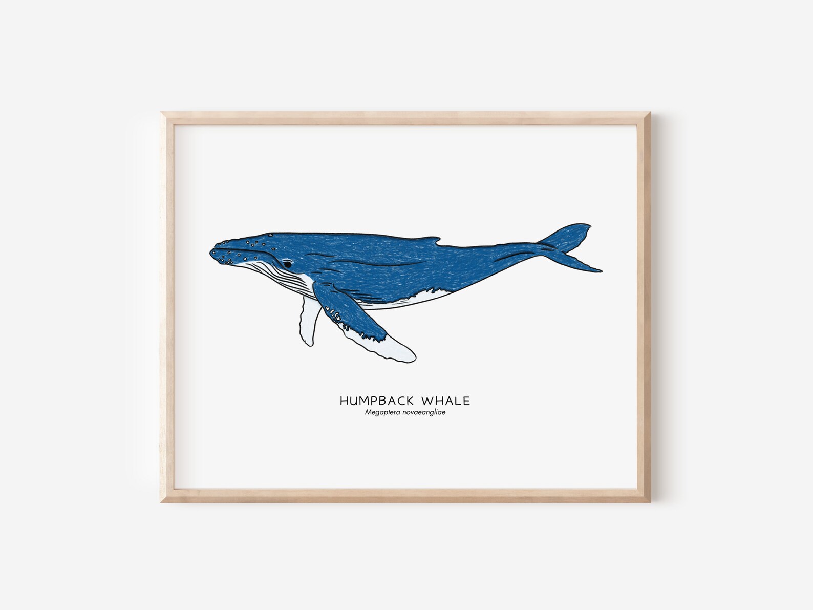 Anatomy of Whale | Homeschool Resources Nature School Ocean Study Beach ...