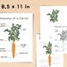 Anatomy of a Carrot Homeschool Resources Nature School Botany Study ...