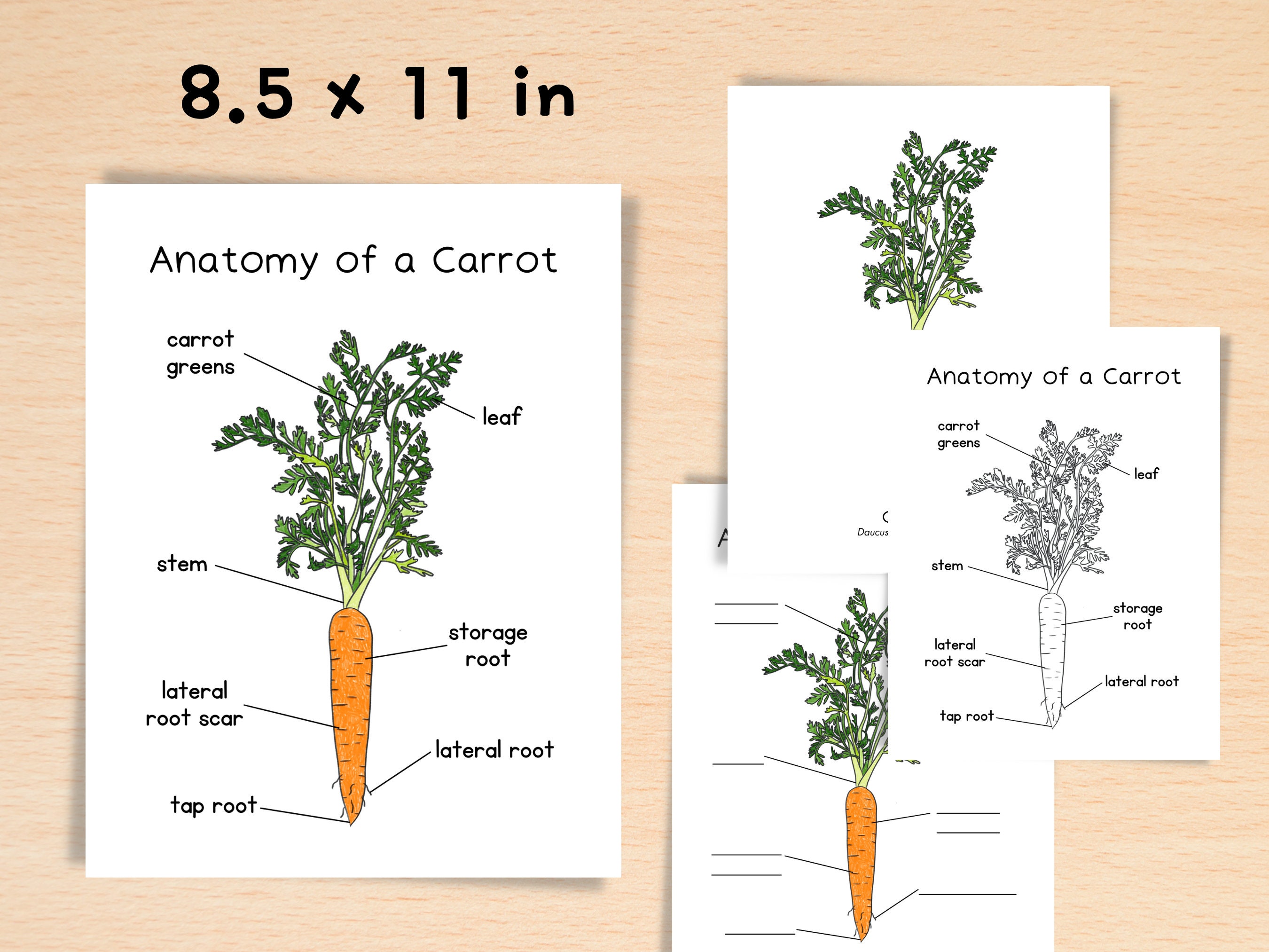 Anatomy of a Carrot Homeschool Resources Nature School Botany Study Printable Parts of a Carrot ...