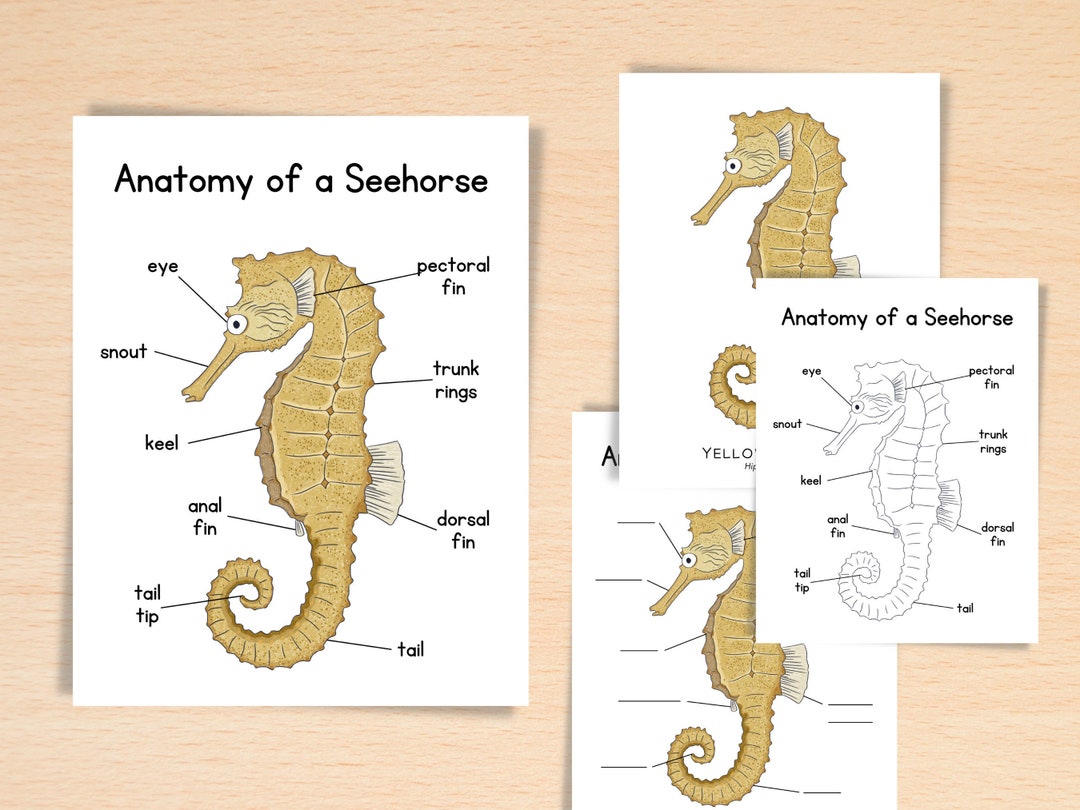 Anatomy of Seahorse Homeschool Resources Nature School Ocean - Etsy
