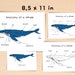Anatomy of Whale Homeschool Resources Nature School Ocean Study Beach ...