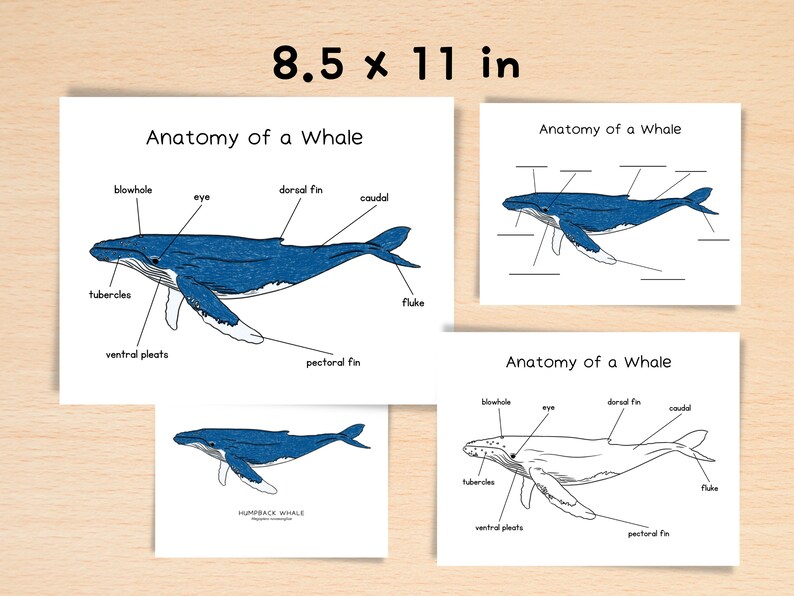Anatomy of Whale Homeschool Resources Nature School Ocean Study Beach ...