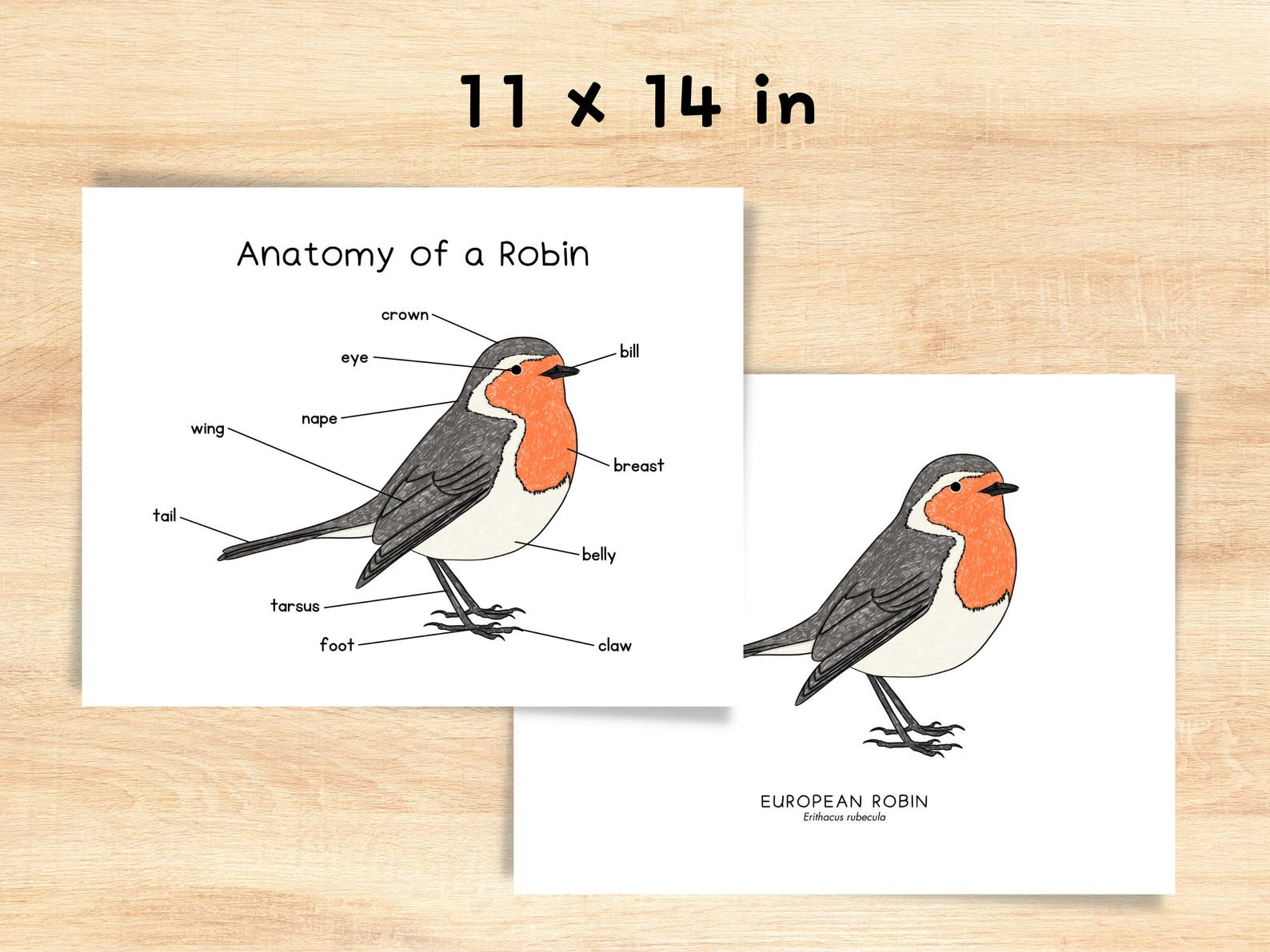 Anatomy of a Robin | Charlotte Mason Resources Nature School Bird Unit ...