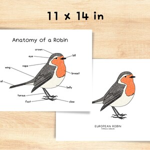 Anatomy of a Robin | Charlotte Mason Resources Nature School Bird Unit ...