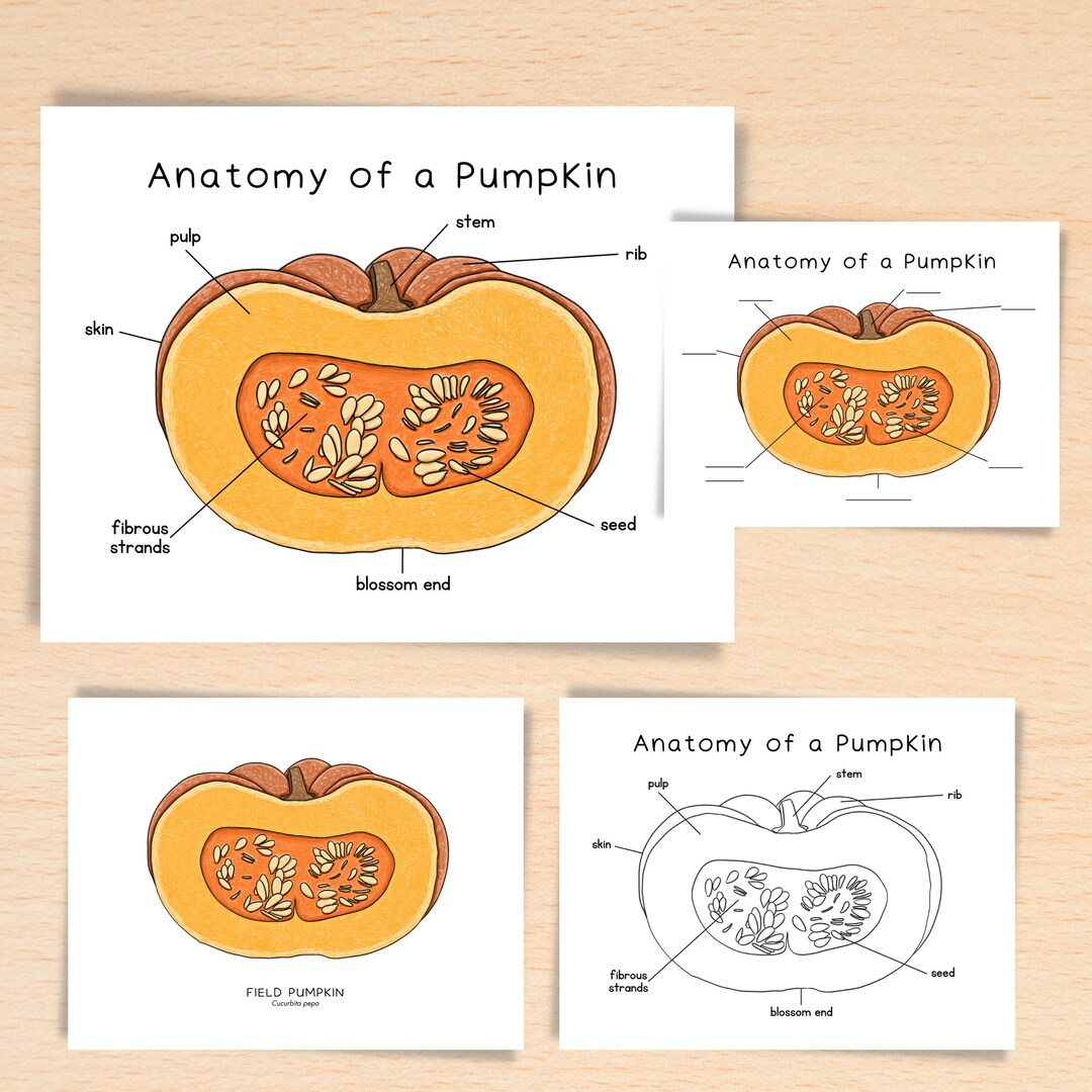 Anatomy of Pumpkin Homeschool Resources Nature School Botany - Etsy ...