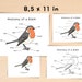 Anatomy of a Robin Charlotte Mason Resources Nature School Bird Unit ...