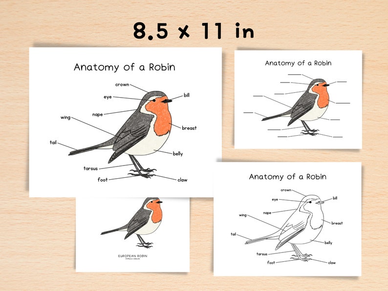 Anatomy of a Robin Charlotte Mason Resources Nature School Bird Unit ...