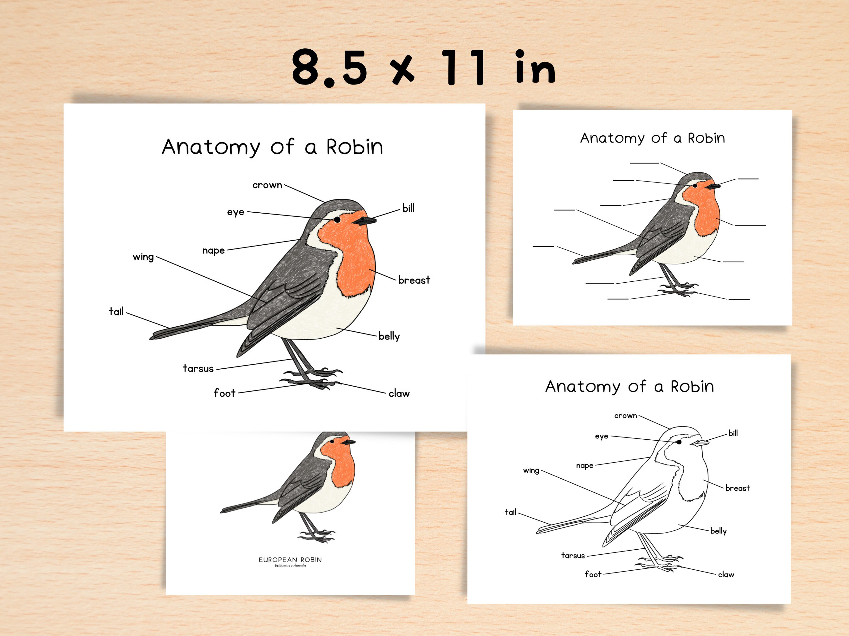Anatomy of a Robin Charlotte Mason Resources Nature School Bird Unit ...