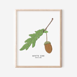 Anatomy of Acorn | Homeschool Resources Nature School Botany Study ...