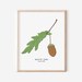 Anatomy of Acorn | Homeschool Resources Nature School Botany Study ...